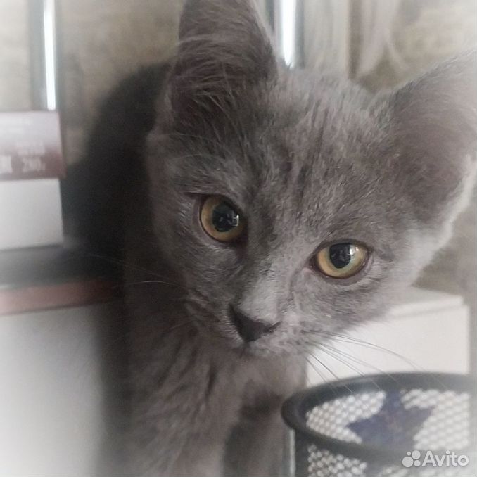 Сильва в добрые руки