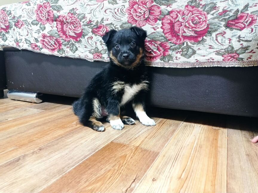 Собака в добрые руки щенок