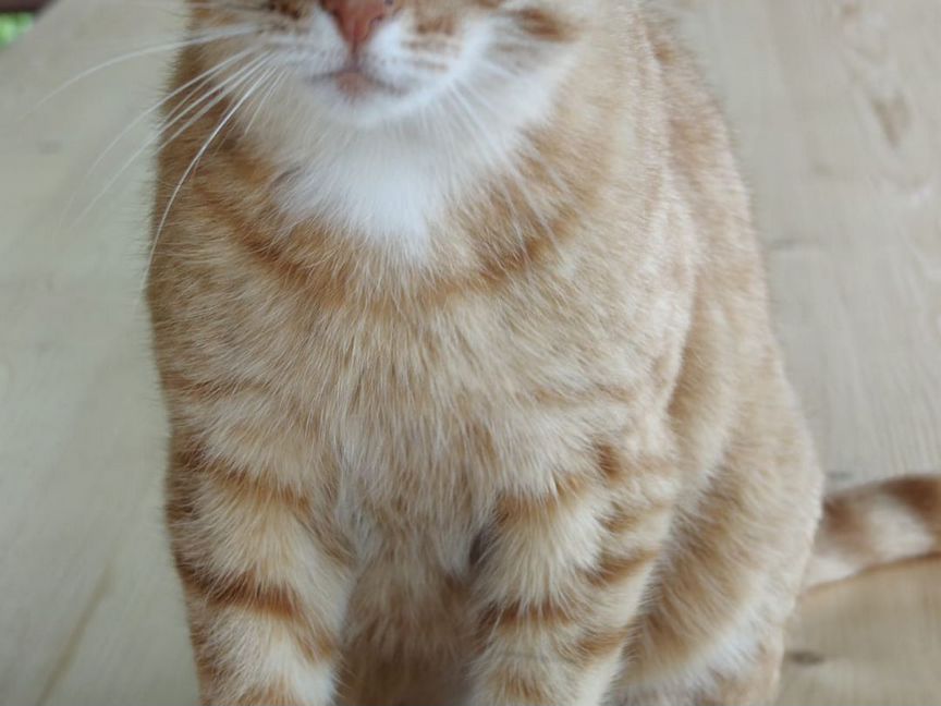 Кошка