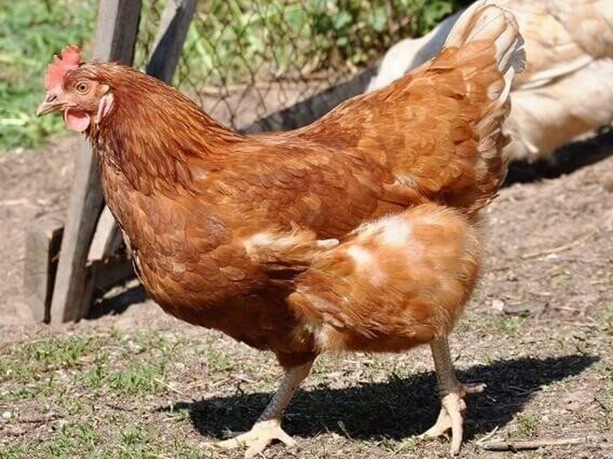 Куры молодки несушки домашние