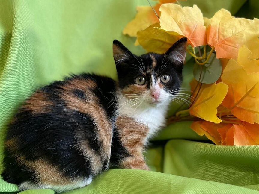 Котенок Шуня