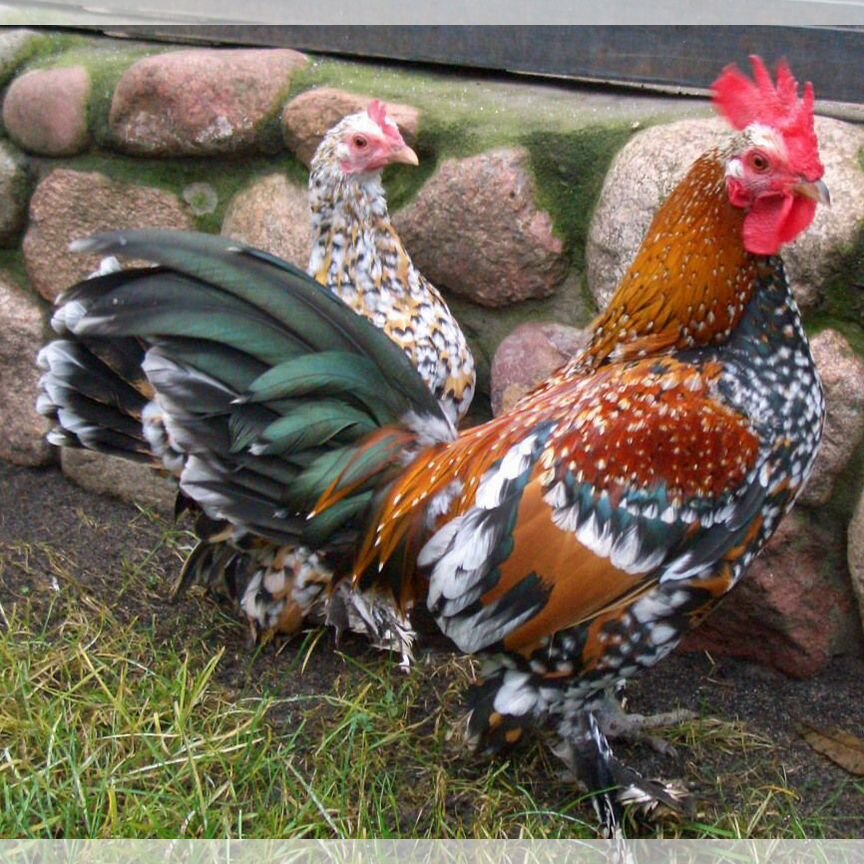 Продам Карликовых Петушков