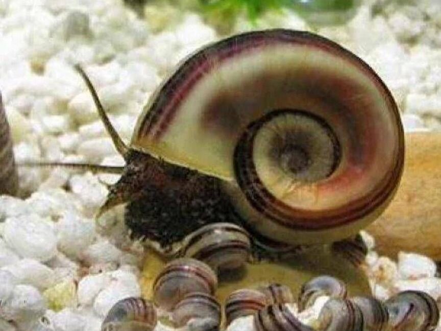 Улитки Мариза