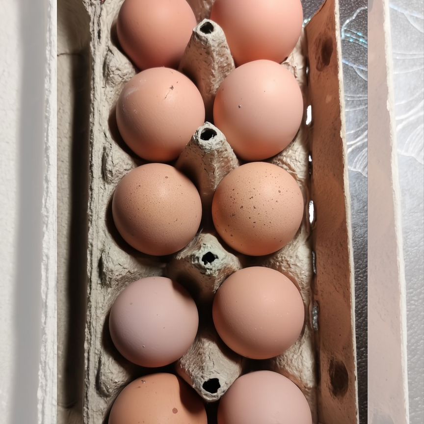 Инкубационное яйцо Брама колумбийская