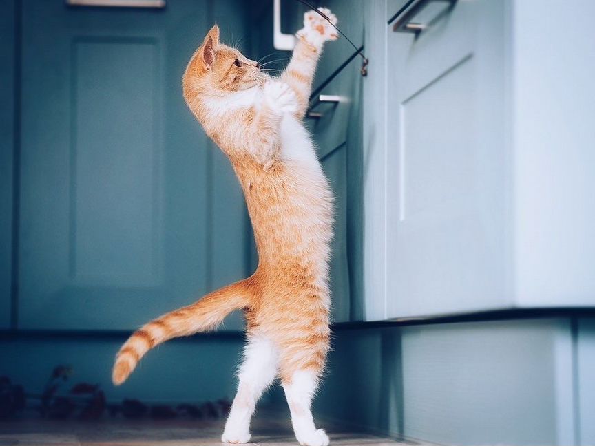 Котенок Веснушка ищет дом