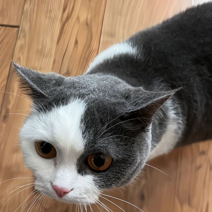 Взрослая, кошка в добрые руки