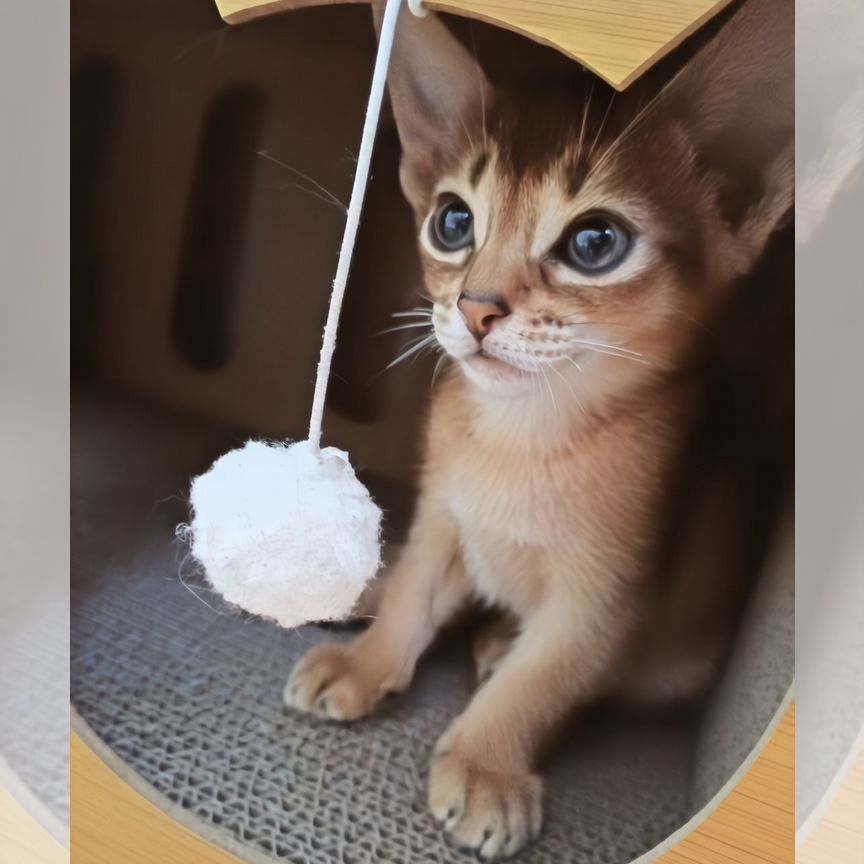 Абиссинский котёнок