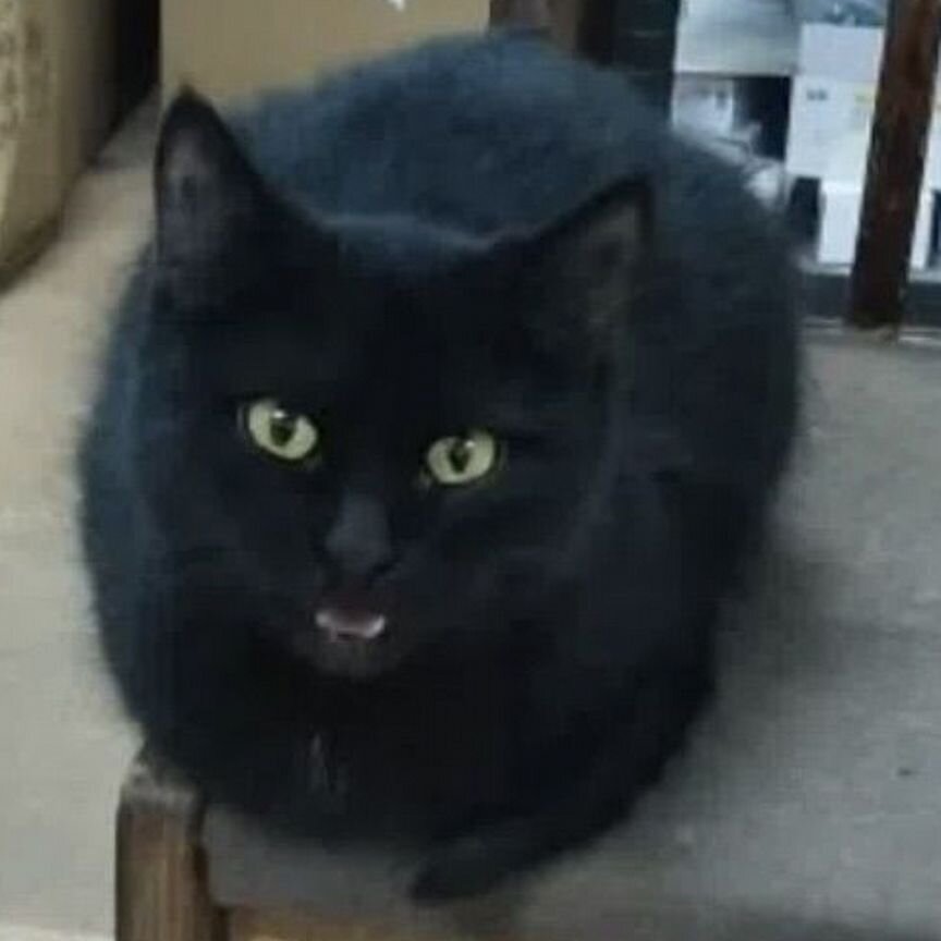 Взрослая, кошка в добрые руки