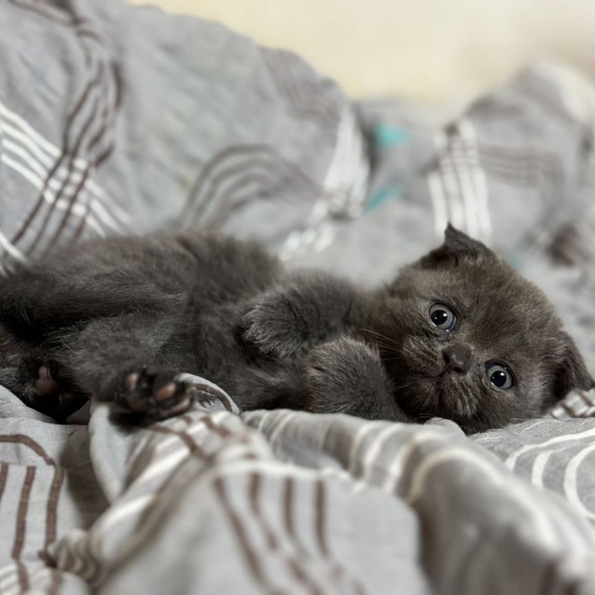 Продается шотландский котенок