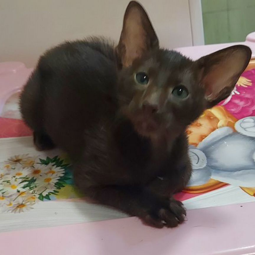 Ориентальные котята