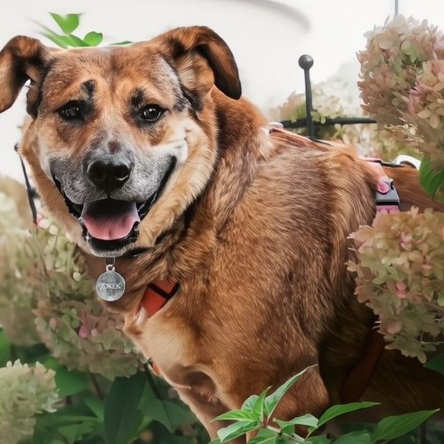 Взрослый пёс в добрые руки