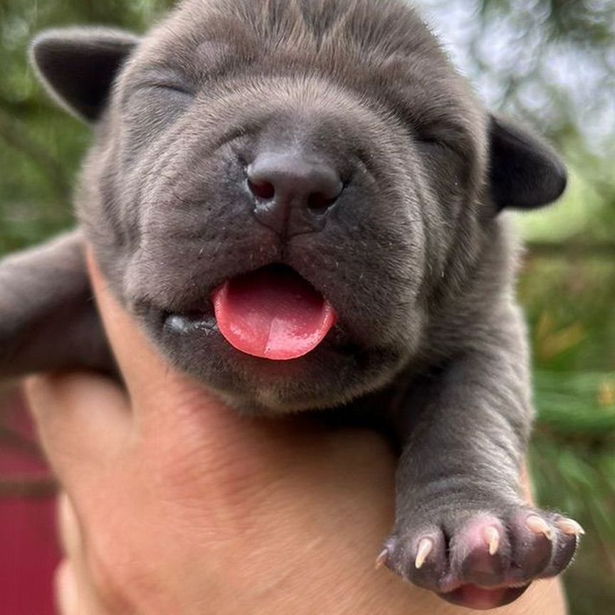 Американский стаффордширский терьер, щенок