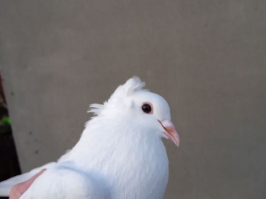 Голуби бакинцы