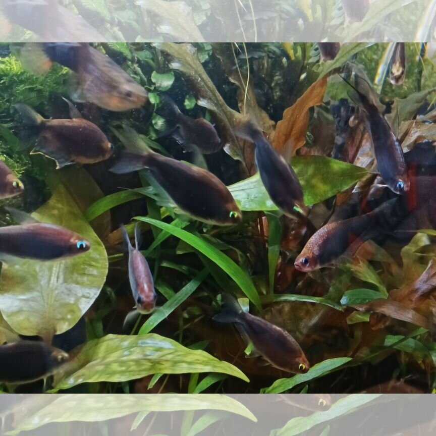 Тетра Пальмери