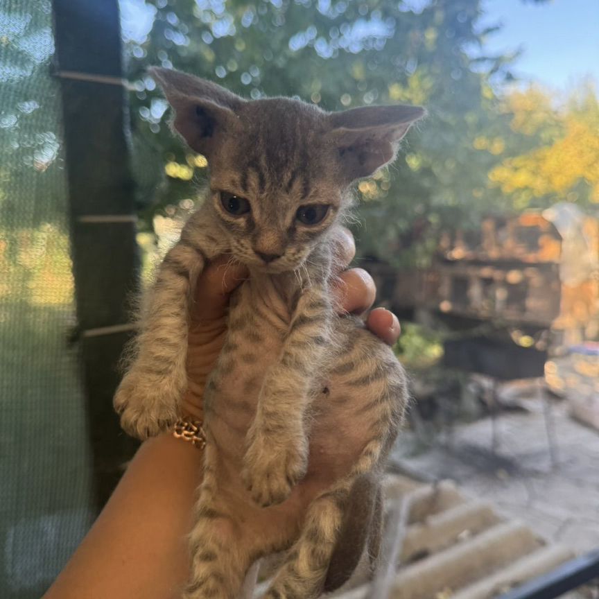 Котята сфинкс браш