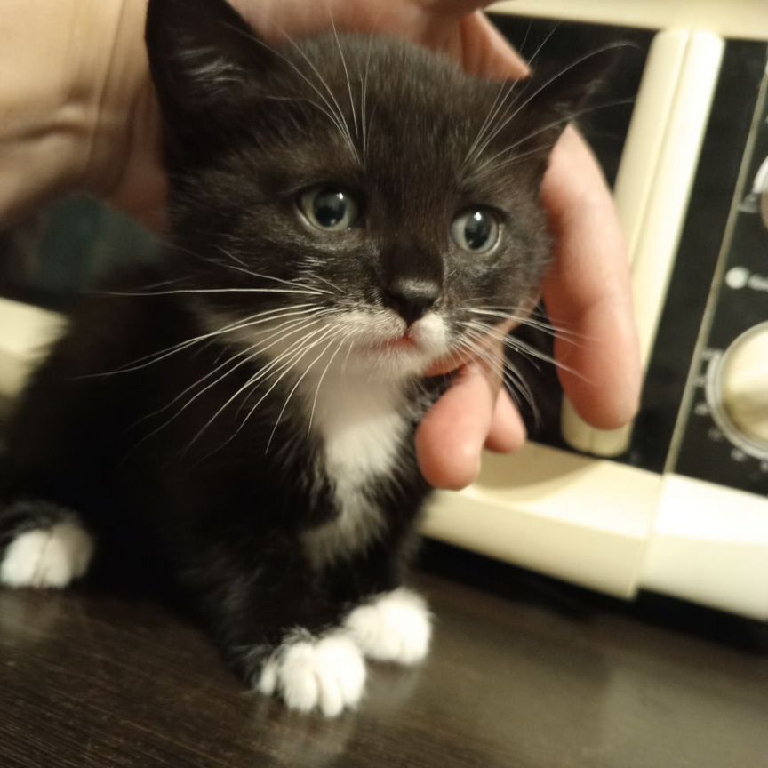 В добрые руки