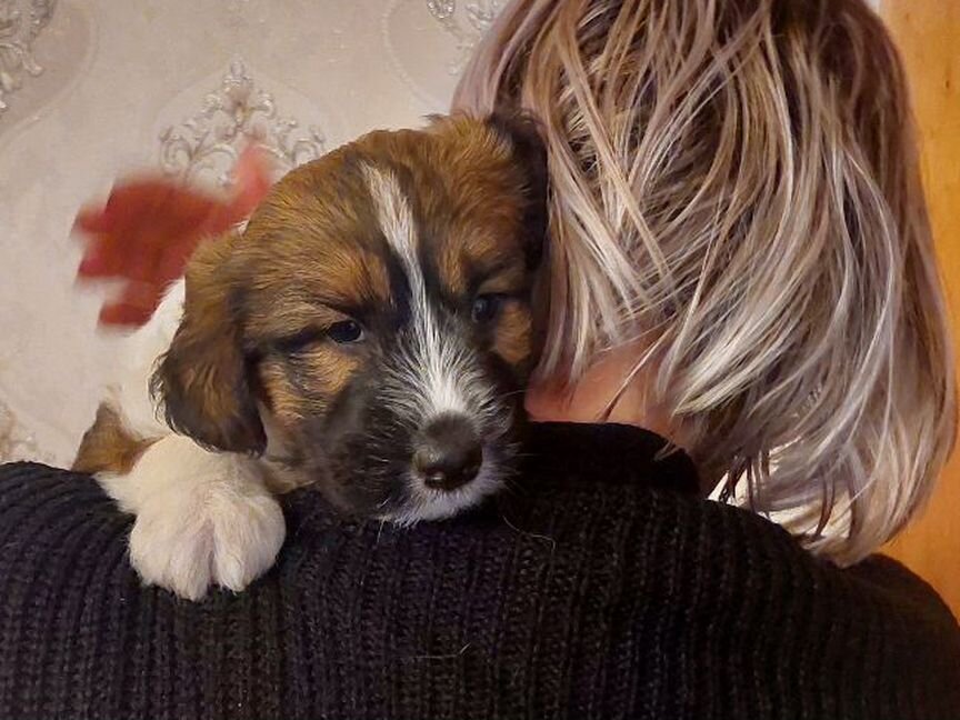 Щенок в добрые руки