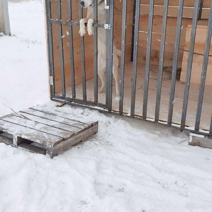 Вольер для собак бу с будкой