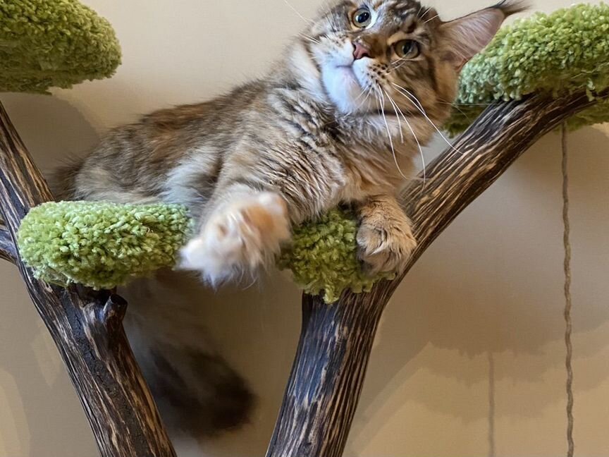 Котята мейн-кун