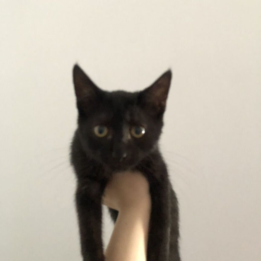 Котенок