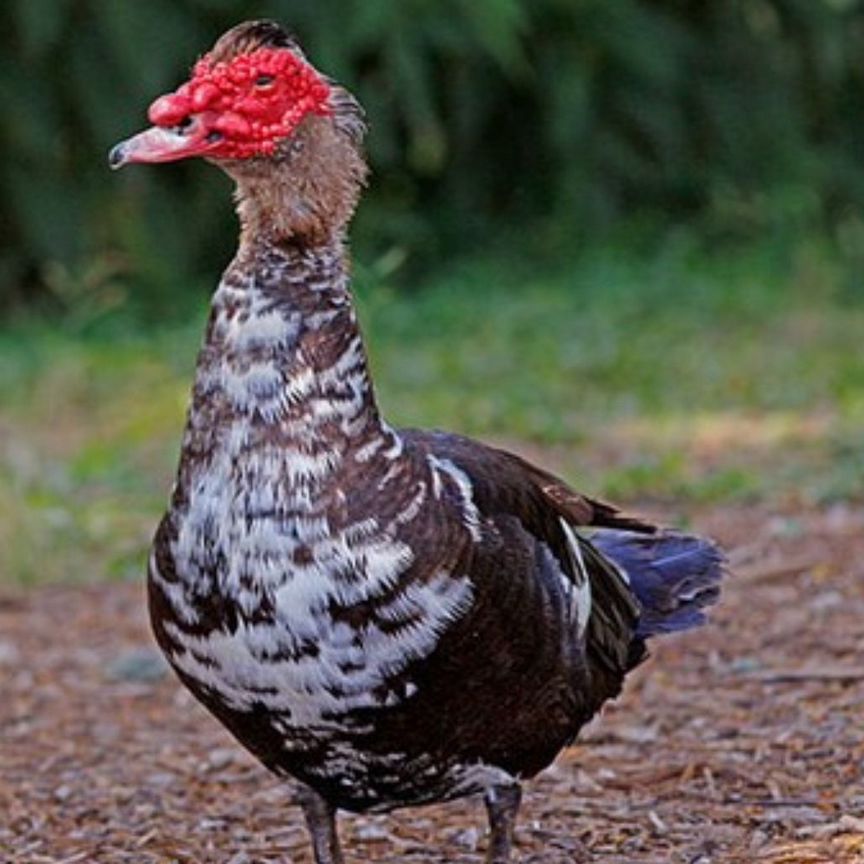 Мускусные утки индоутки индоутята