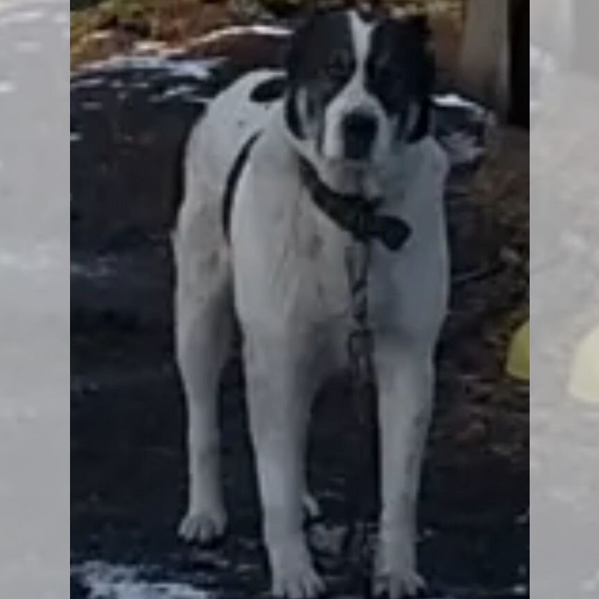 Кавказская овчарка, взрослая собака