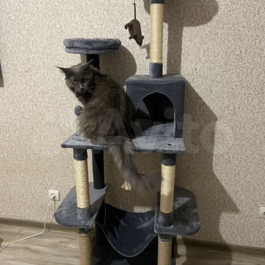Когтеточка домик для кошки бу