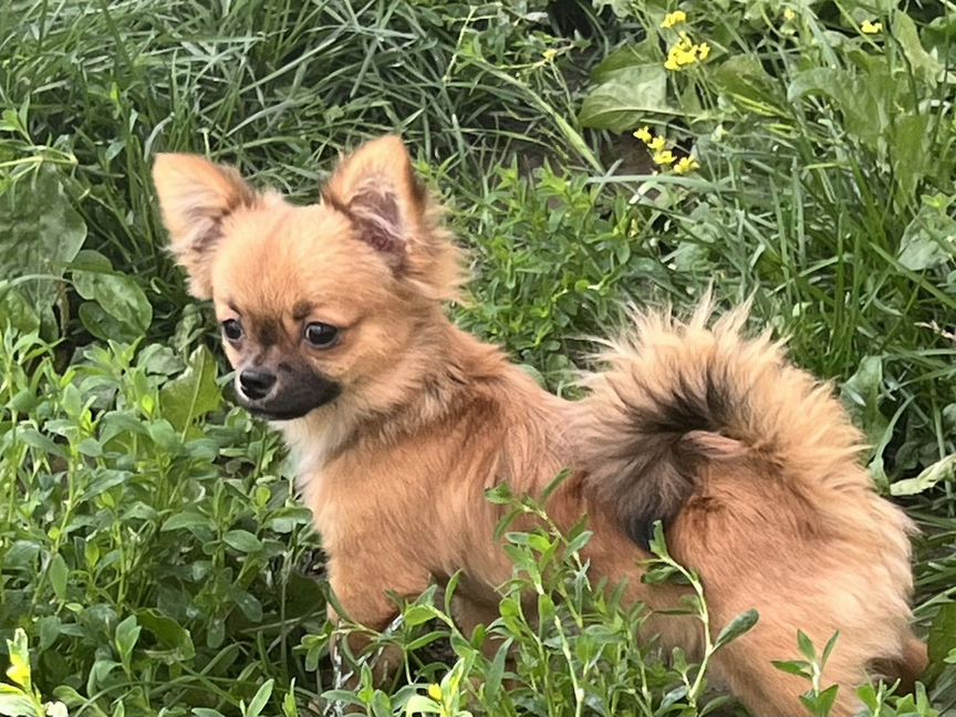 Длинношерстные чихуахуа