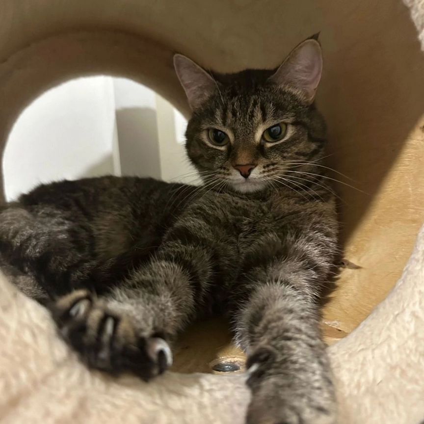 Тигра стерилизована