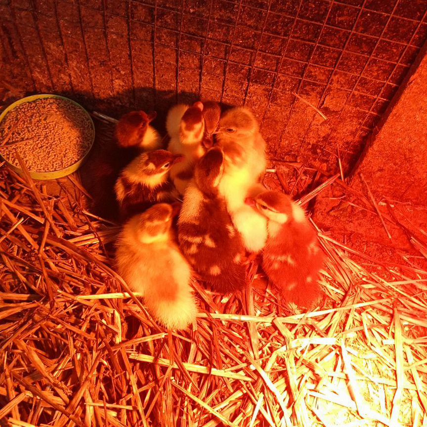 Индоутята суточные