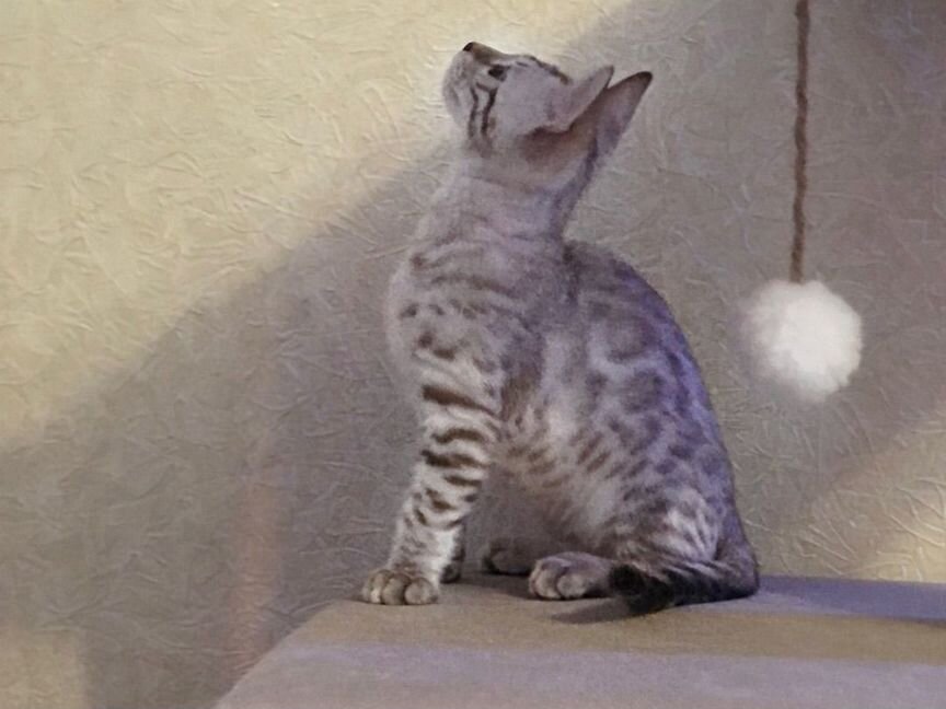 Бенгальские котята минк