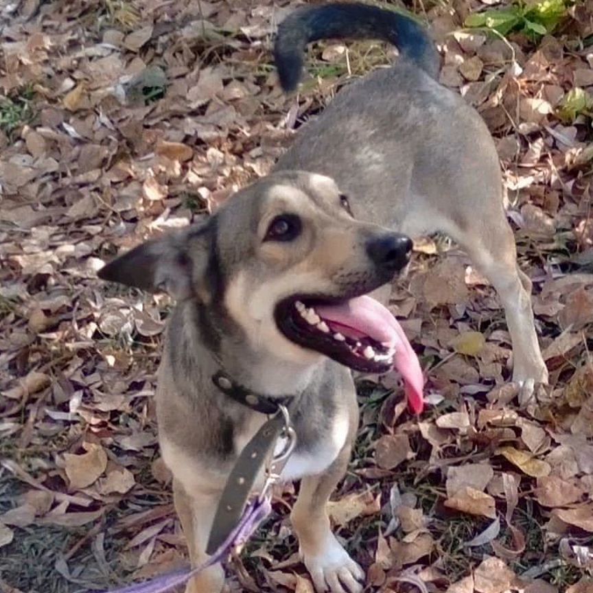 Пёс Джек ищет хозяев. Отдадим в хорошие руки