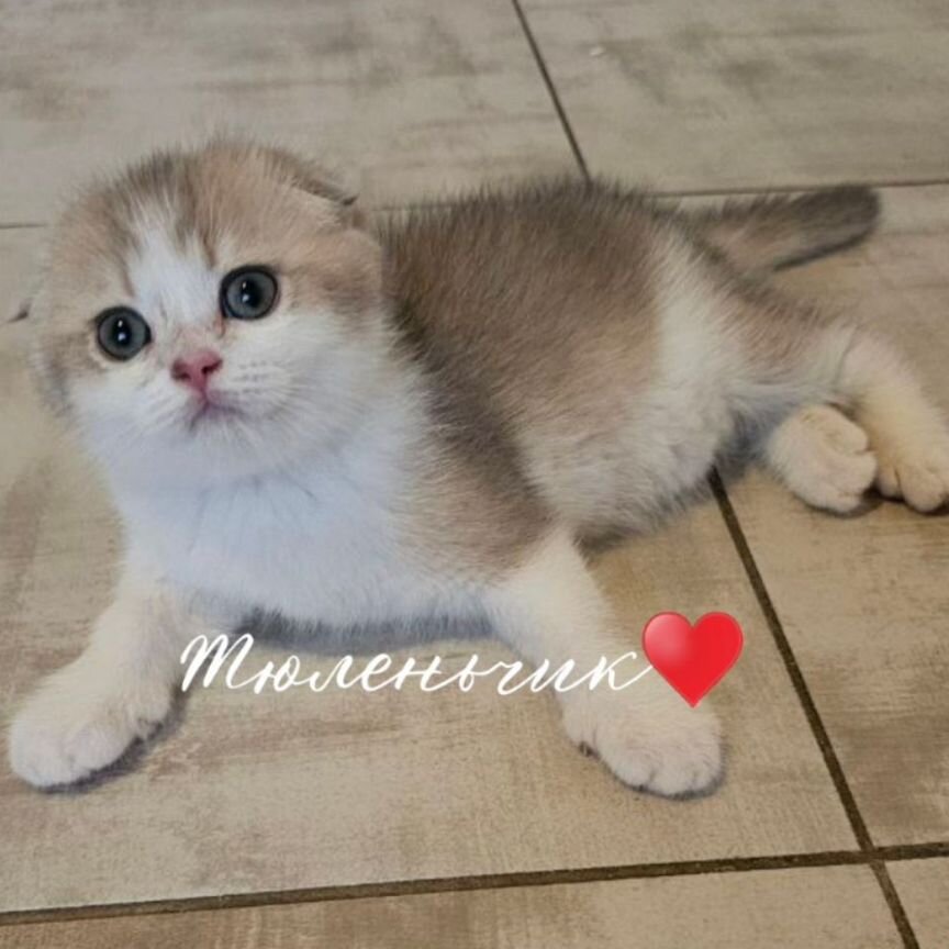 Шотландский вислоухий котенок