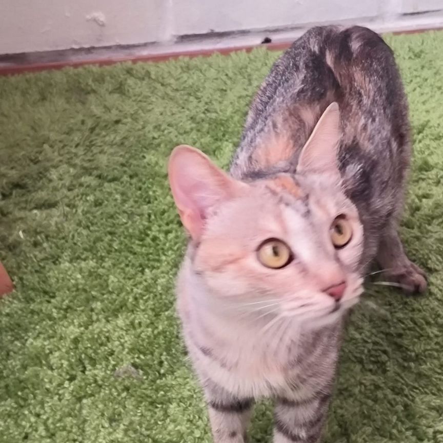 Кошка охотница