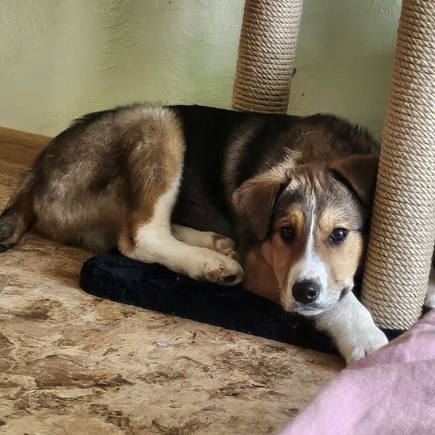 Щенок в добрые руки