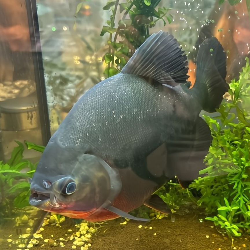 Пиранья Паку 30  сантиметров