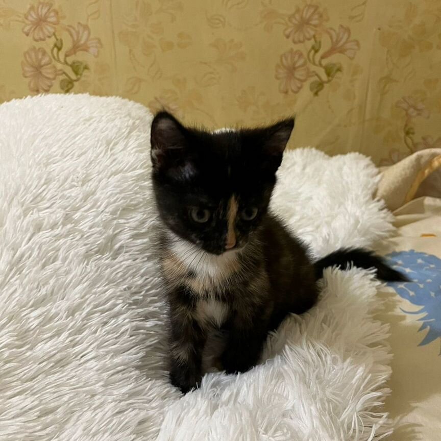 Отдам в хорошие руки котенка