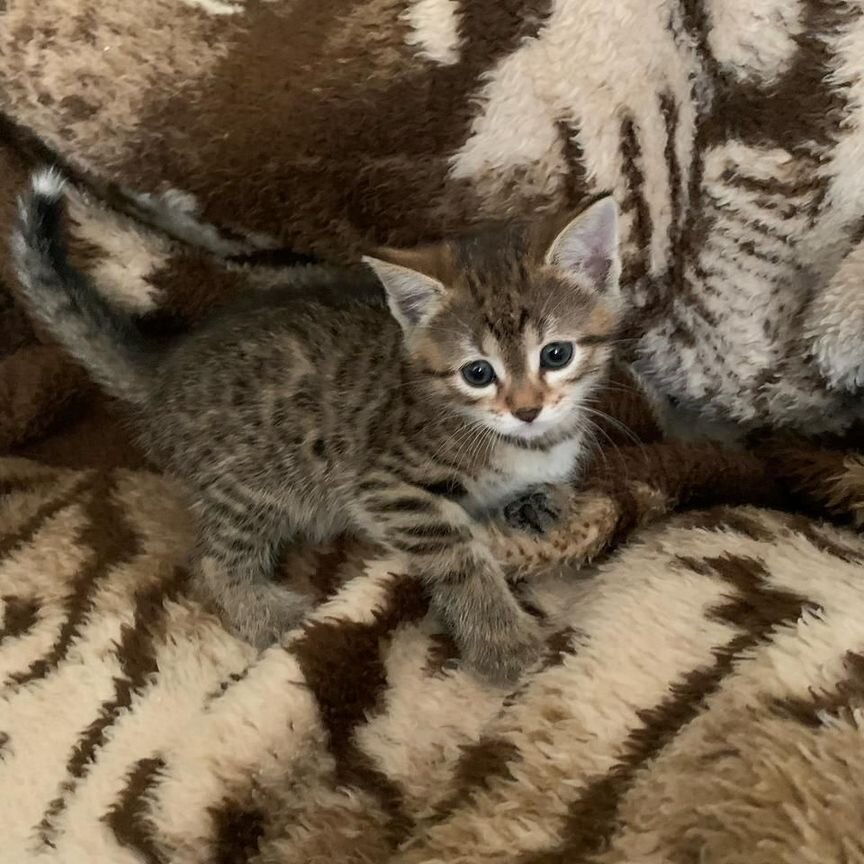 Котёнок европейской кошки