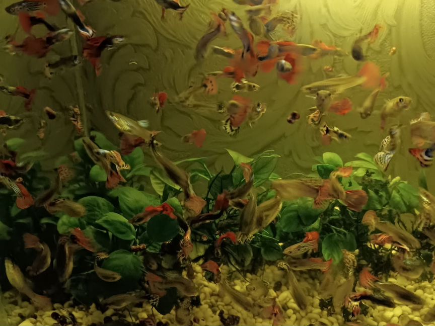 Гуппи опт и розница