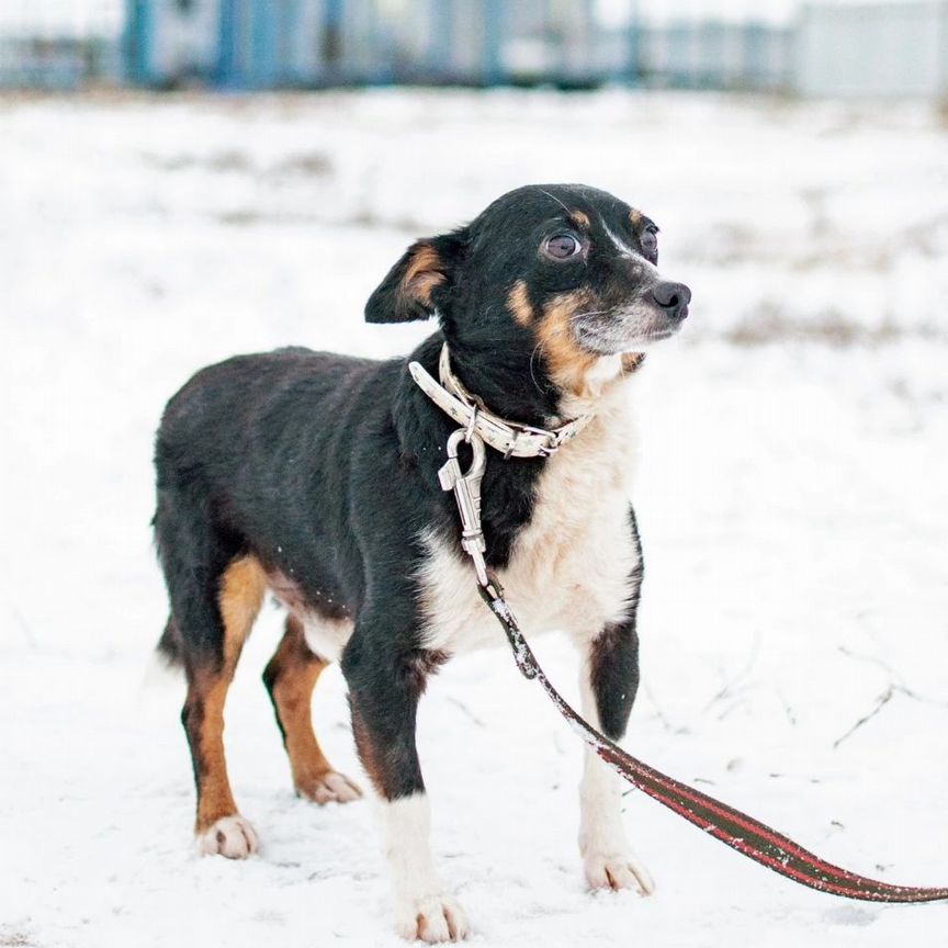 Собака в хошие руки