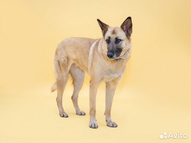 Жасмин - собака в самом расцвете