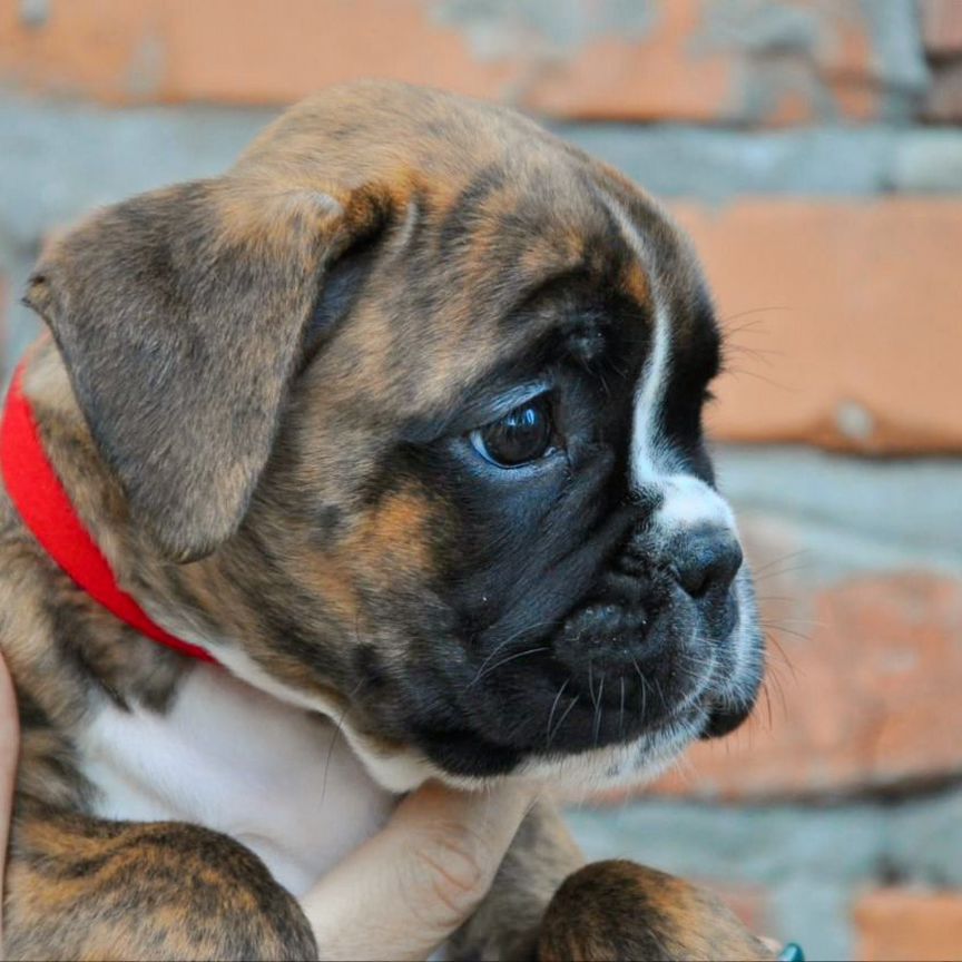 Боксер щенки