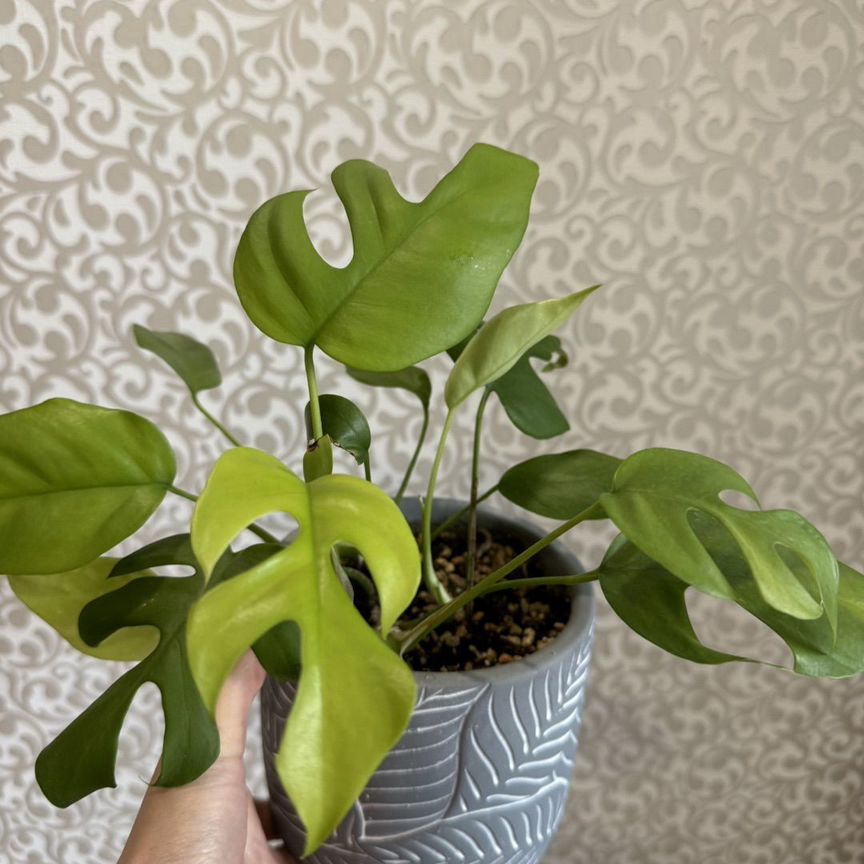 Рафидофора тетрасперма