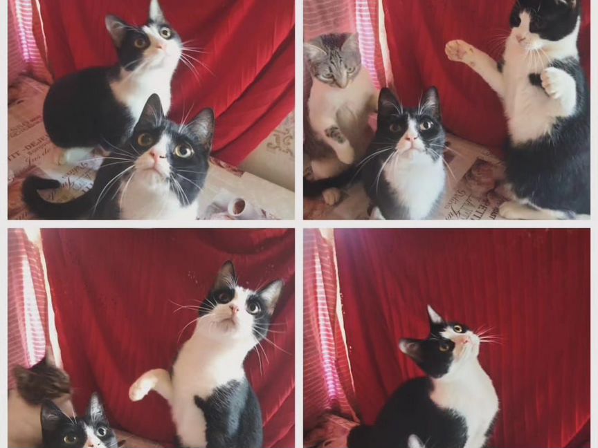 Котик и кошечка в добрые руки