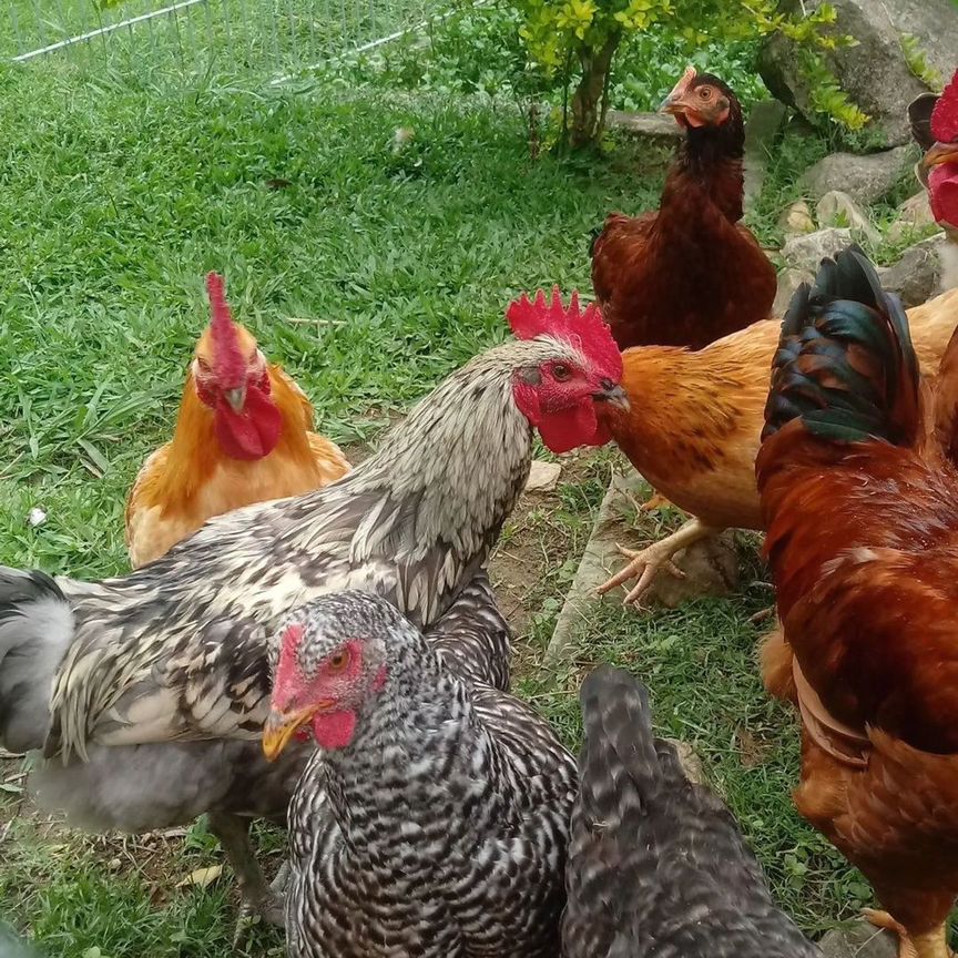 Куры несушки – лучшие породы Гарантия