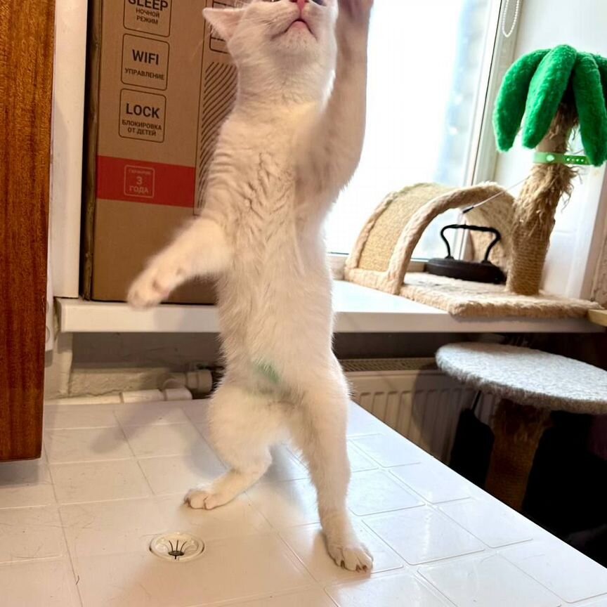 Две блондинки. 4 мес. Двойное счастье в доме