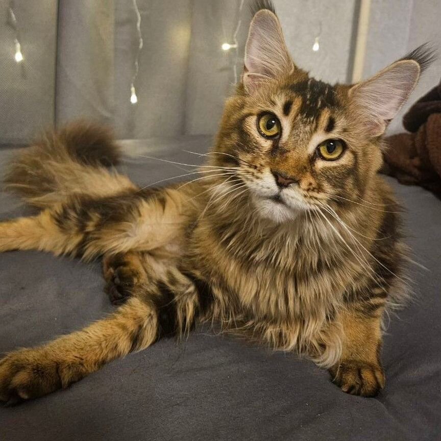 Мейн-кун котёнок