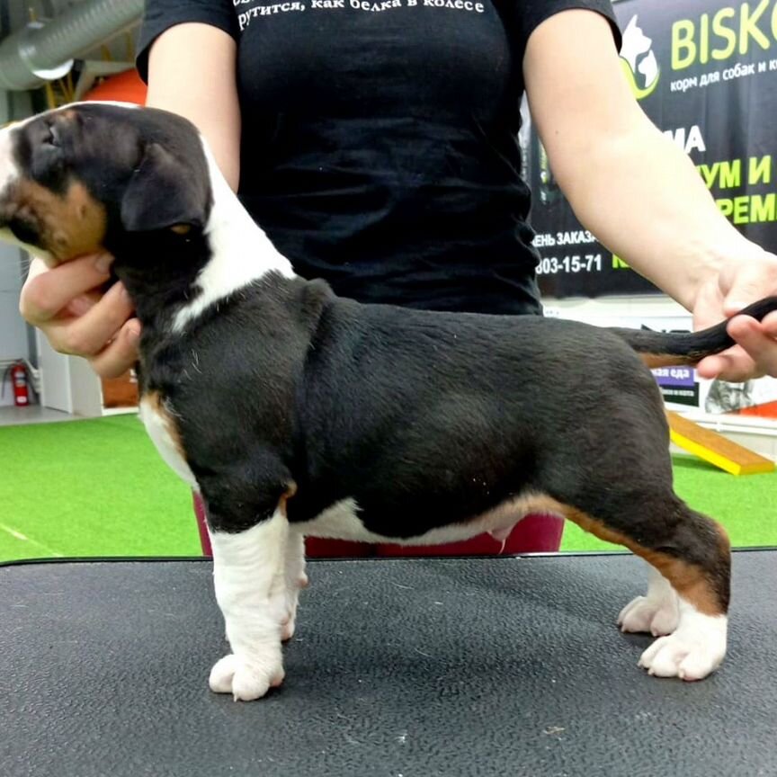 Бультерьер, щенок