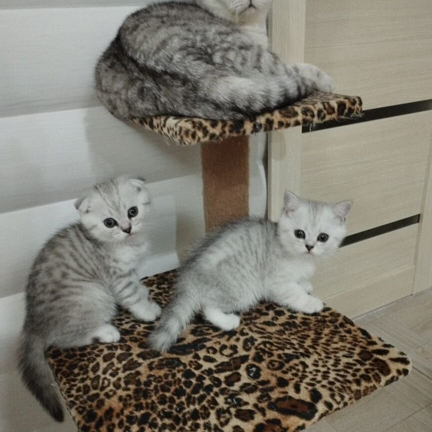 Котята