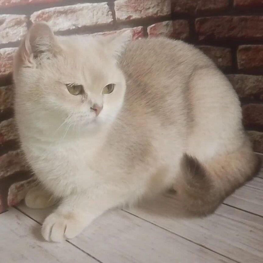 Золотая шиншилла в хорошие руки